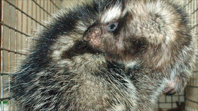 Terra Forming Terra: African Crested Rat Applies Deadly Poison