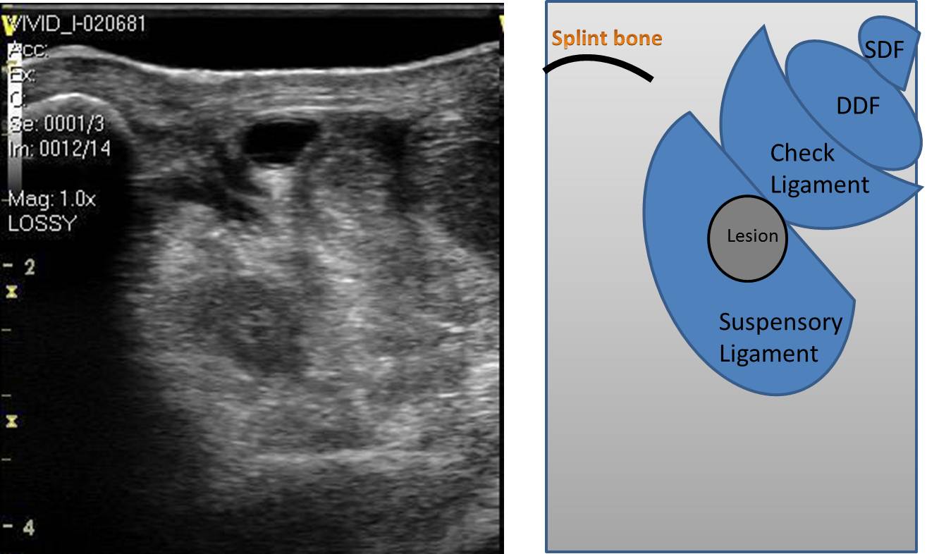 Michael Porter, Equine Veterinarian: Proximal Suspensory Desmitis in a ...