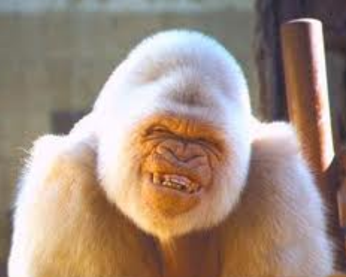 Top Ten Funniest Animals In The World ~ World Info