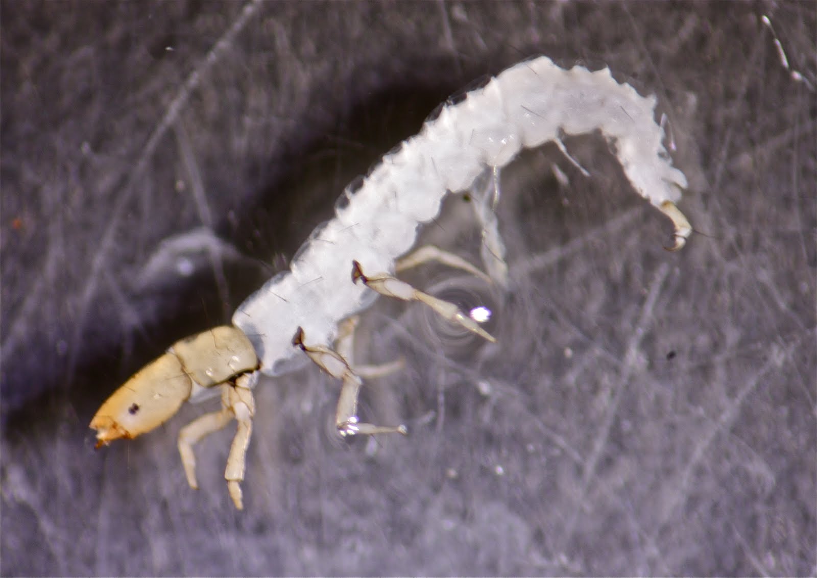 Aquatic Insects of Central Virginia: Stream Report: Long Island Creek ...