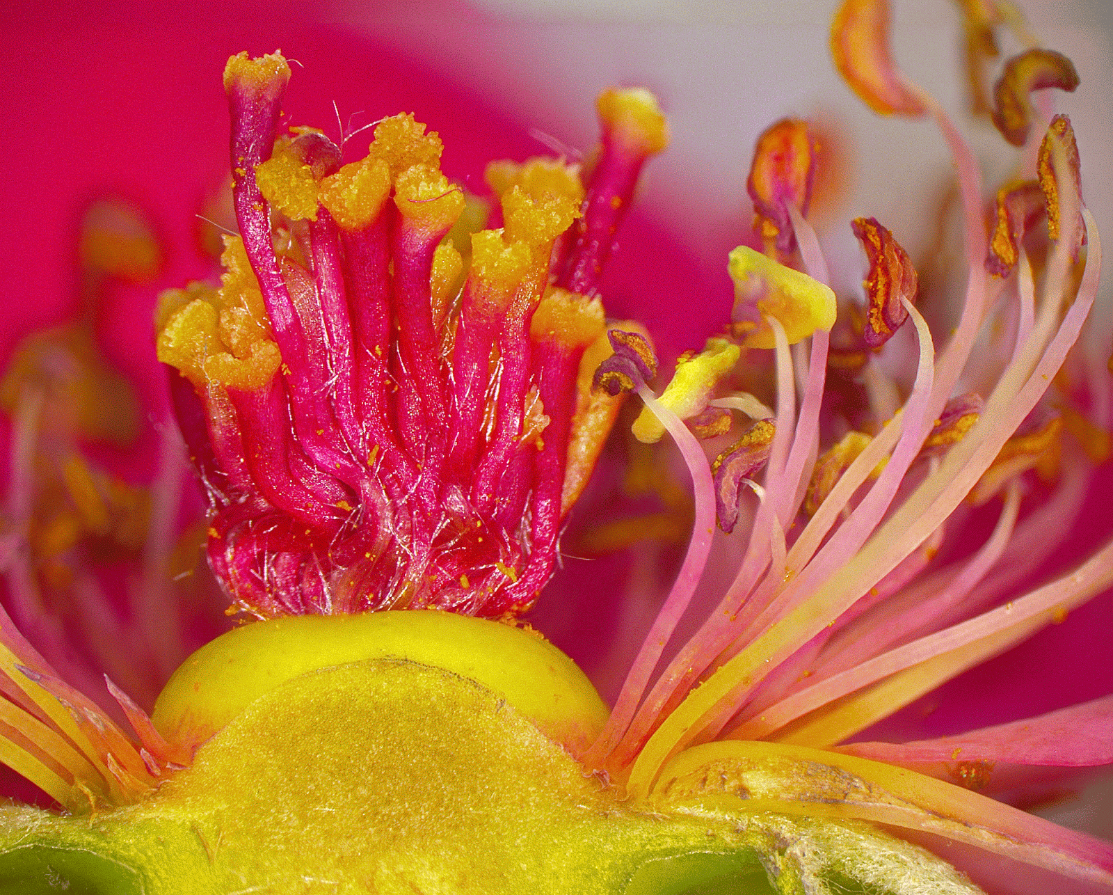 Scanning Electron Microscope Blog: Roses - More Beautiful Up Close