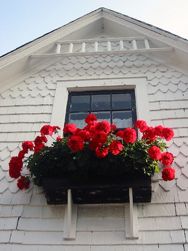 21 Rosemary Lane: Geraniums in the Window