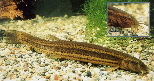 PESCARUL SINGURATIC: Tiparul