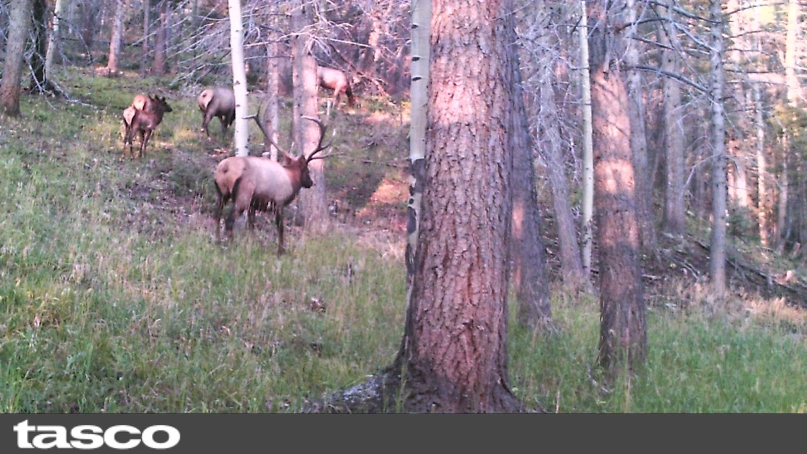 McElmurray's Mountain Retreat!: Trail Camera Surprise