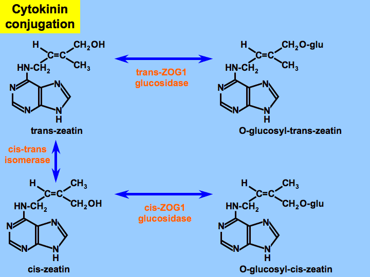 Plant Biotech: Cytokinins