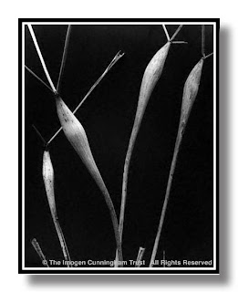 Photos by Tim: Imogen Cunningham - Still life research