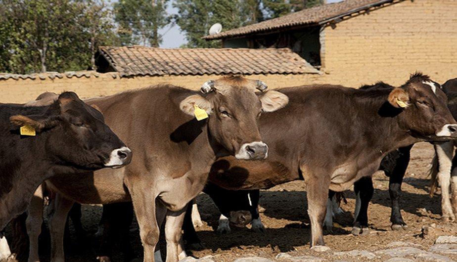 Animales y Plantas de Perú PLAAN: mayo 2019