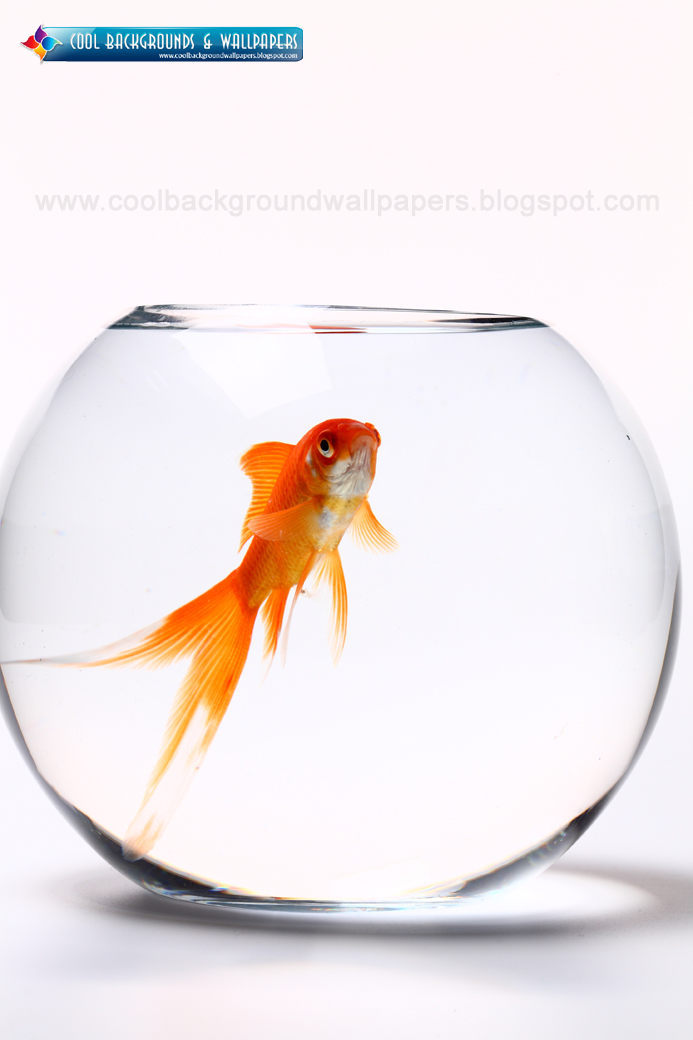 Wallpapers And Backgrounds: Gold Fish HD Wallpaper