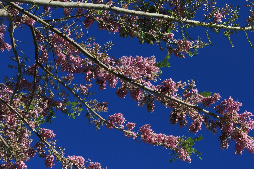 Keindahan Pohon Bunga Gamal