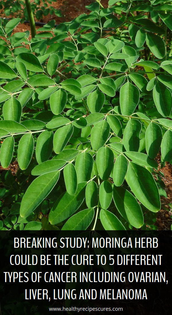 Breaking Study: Moringa Herb Could be the Cure to 5 Different Types of ...