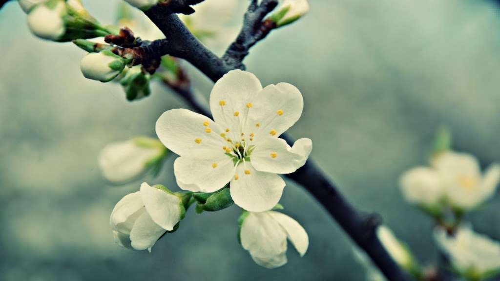 10 Gambar Bunga Cantik dan Indah Warna Warni | Gambar Top 10