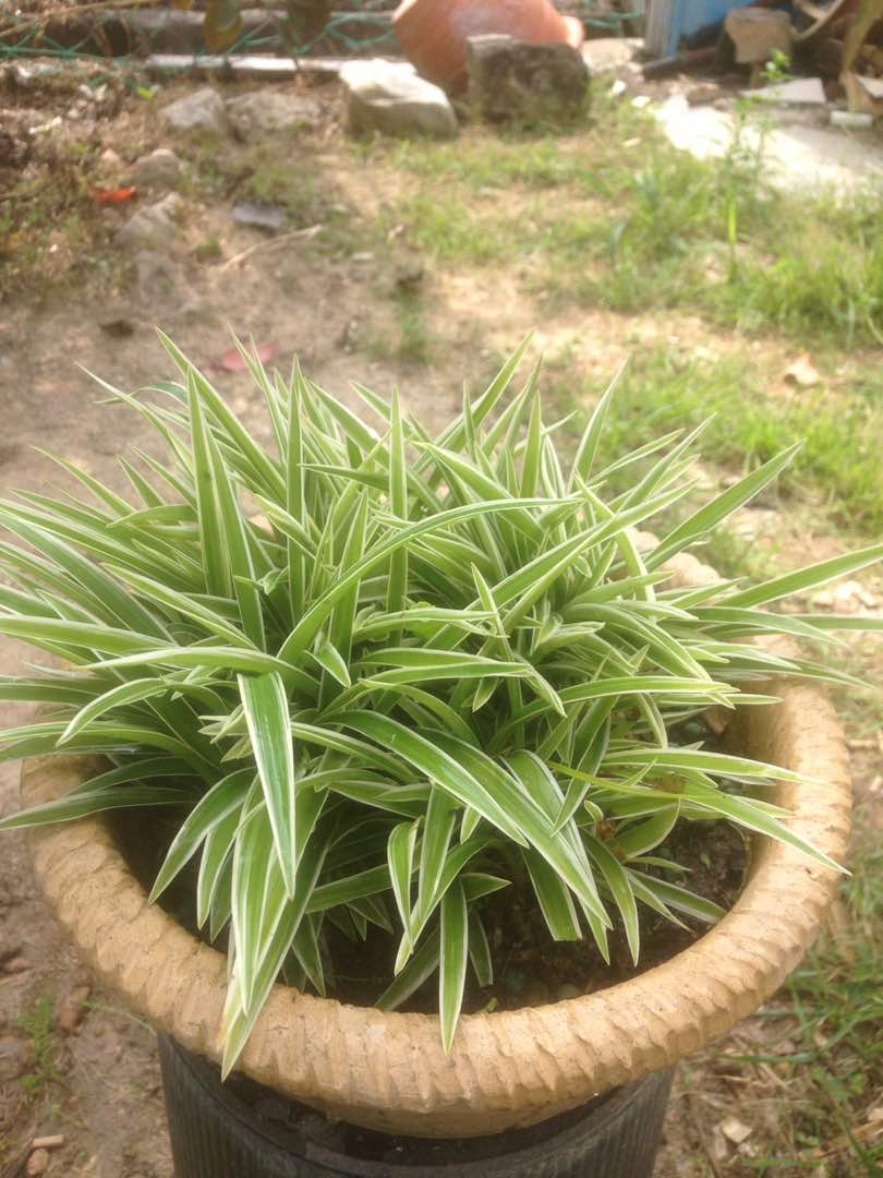 Jom Tanam Sayur ( JTS ) : Pokok Labah-Labah @ Chlorophytum comosumJom ...