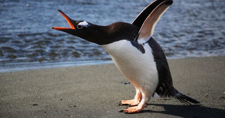 Apa Fungsi Sayap Penguin, dan Apakah Penguin Bisa Terbang? | Naviri ...