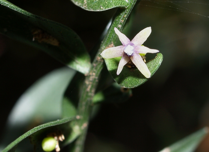 EL RUSCO (Ruscus aculeatus) Características, cuidados y cosas curiosas.