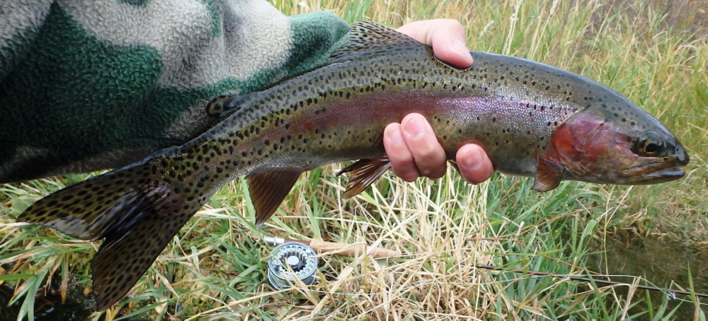 Mountains, Rivers, & Trout: October Summary: Fall Baetis Hatch (& Some ...