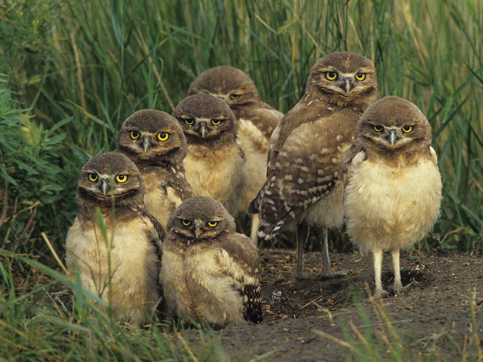 Birds Lover: Burrowing Owl