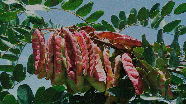 LA TARA Y SUS PROPIEDADES MEDICINALES - PERUVIAN TARA S.A.C