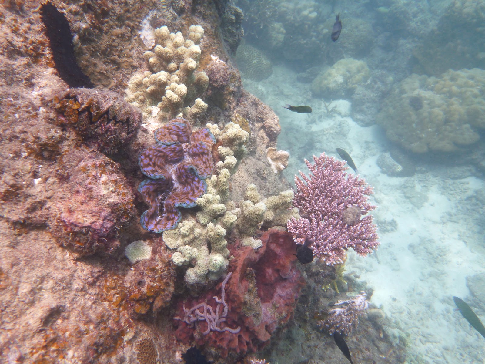 Malaisie - jour 19 : Perhentian Besar - De Turtle beach à Pulau rawa ...