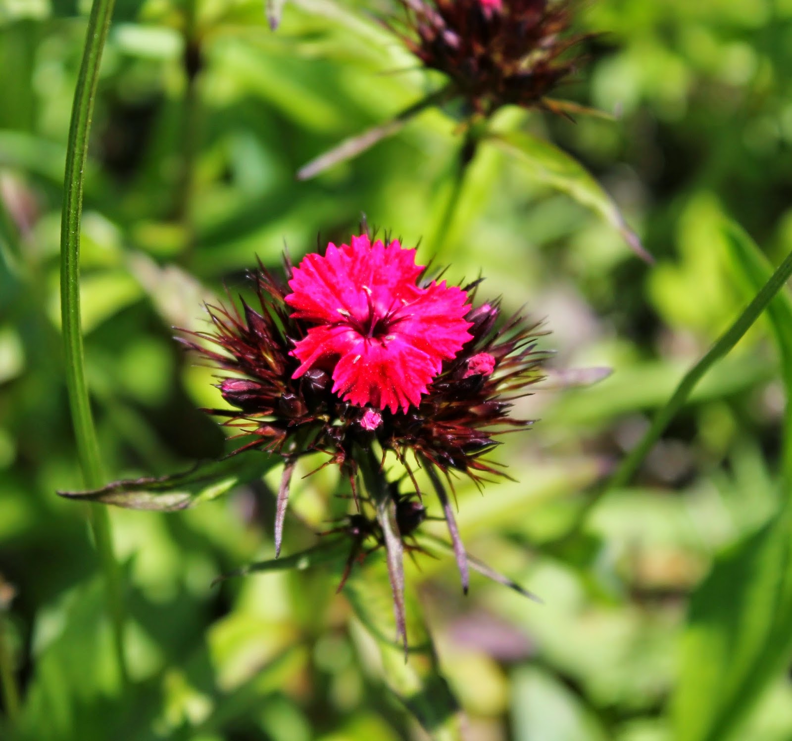 Its All About Life: Madeline, Flowers, More Madeline, My Garden & Dinner