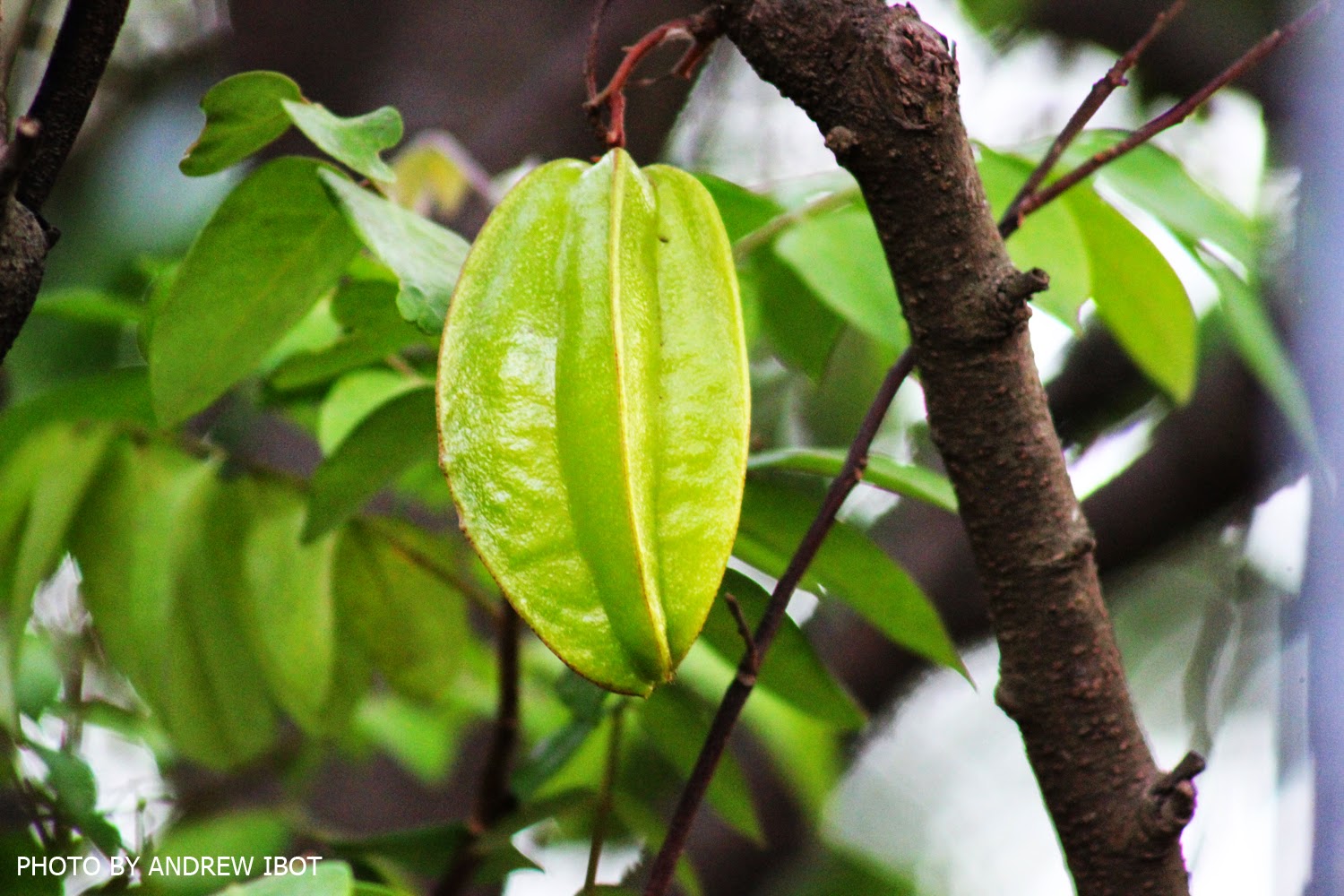 Ako si ANDREW IBOT!: Balimbing (Auerrhoa carambola L.)