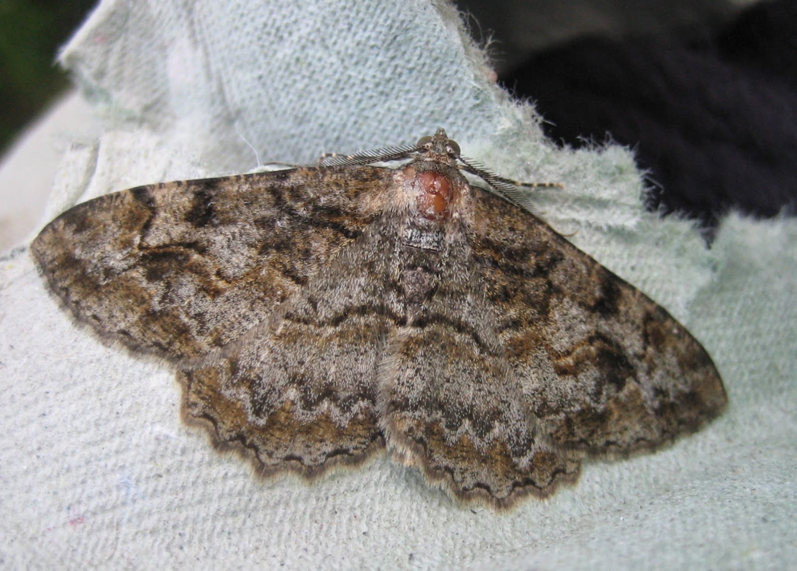 Martin's Moths: Computer moth