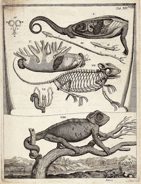 facsimilium: Micrographia