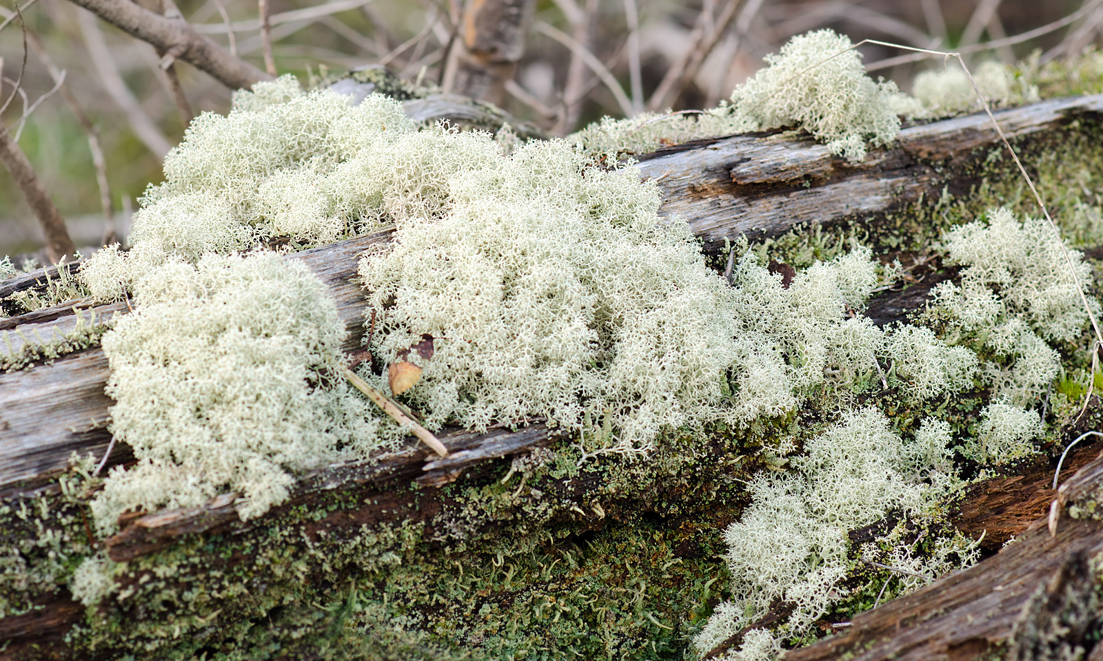 Wanderin' Weeta (With Waterfowl and Weeds): Red-tipped reindeer lichen