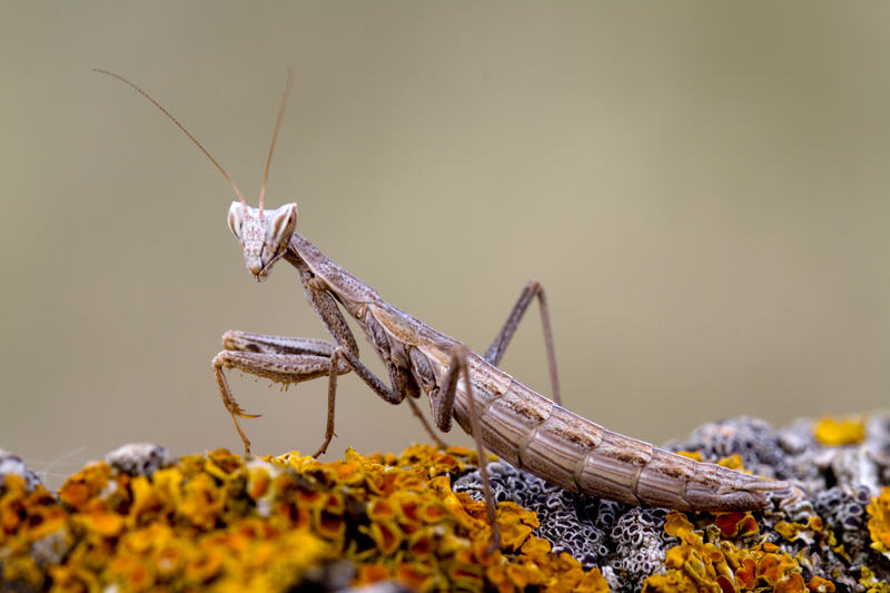 Hacia un lugar salvaje: Mantidos