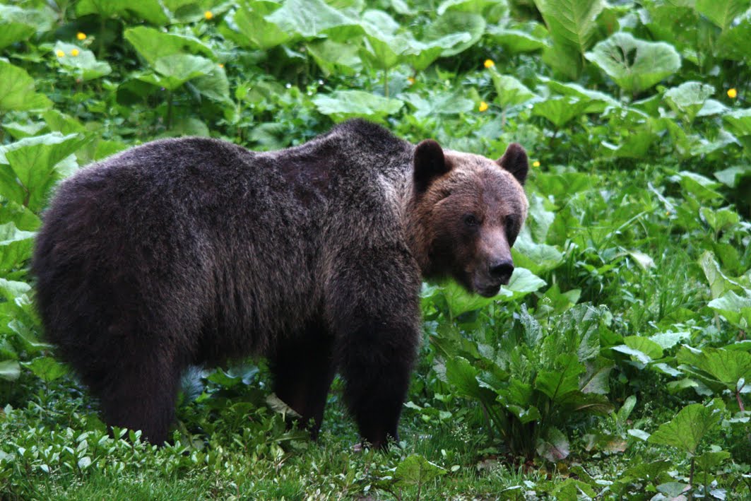 VLIEGBEELD: ROEMENIË 1: BRUINE BEREN IN DE KARPATEN