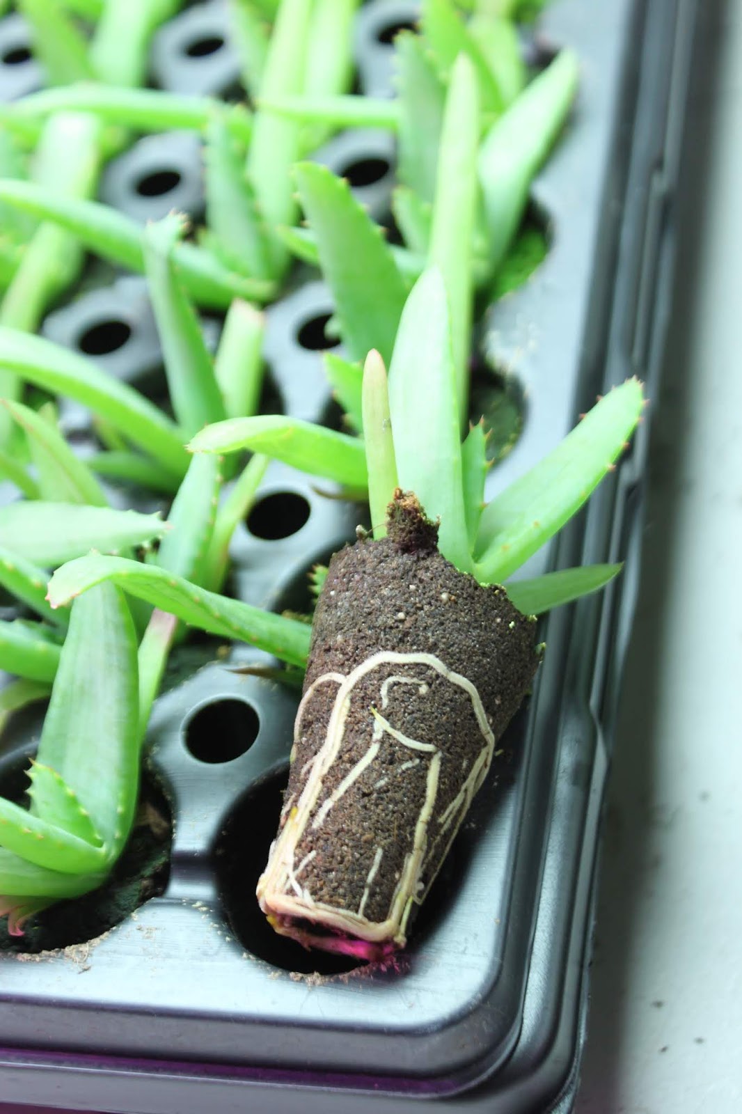 Succulent Plugs for the Grow Tent