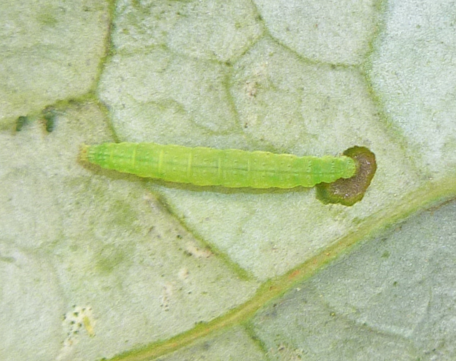 LIFE-CTAHR: Hunting for Diamondback Moth (DBM) pupae