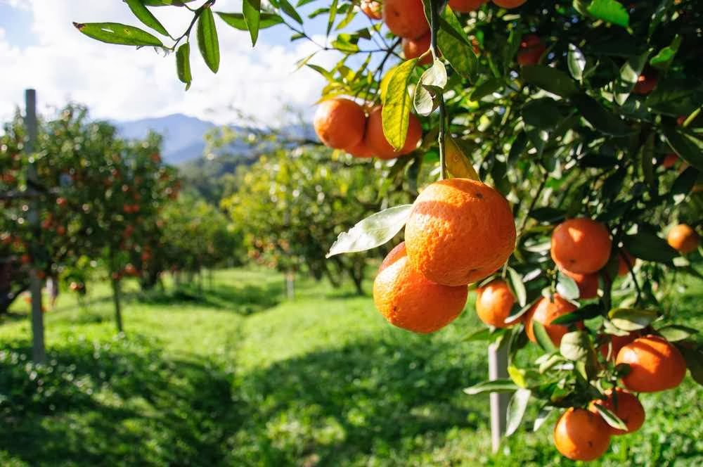 Business Ideas | Small Business Ideas: How to Starting Citrus Farming ...