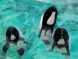 The Middle Flipper: Funny Things Guests Say: Baby Orca Edition