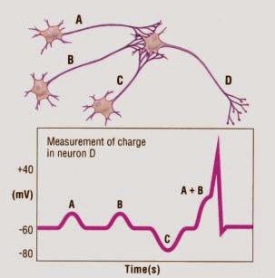 Senior Biology: Neuronal Communication