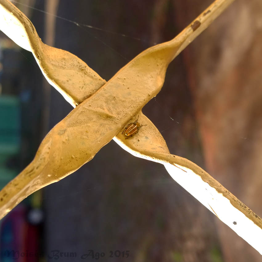 Insetologia - Identificação de insetos: Aranha Alpaida no Rio Grande do Sul