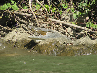 Nicole goes to Mexico: Animals from the jungles of Chiapas.