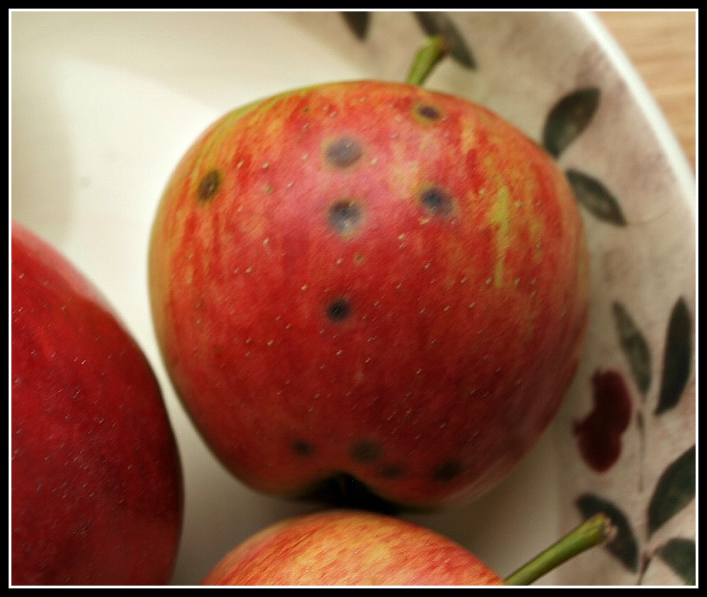 Mark's Veg Plot: The apple harvest