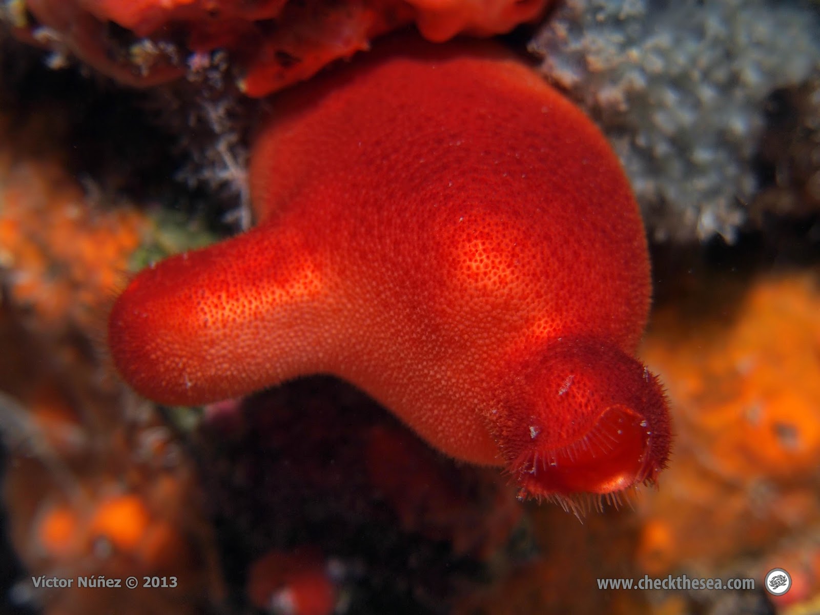 Check the Sea. Web de buceo y fotografía submarina de las Islas ...