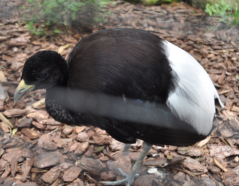 ZOOTOGRAFIANDO (6.100 ANIMALS): TROMPETERO ALIBLANCO / WHITE-WINGED ...