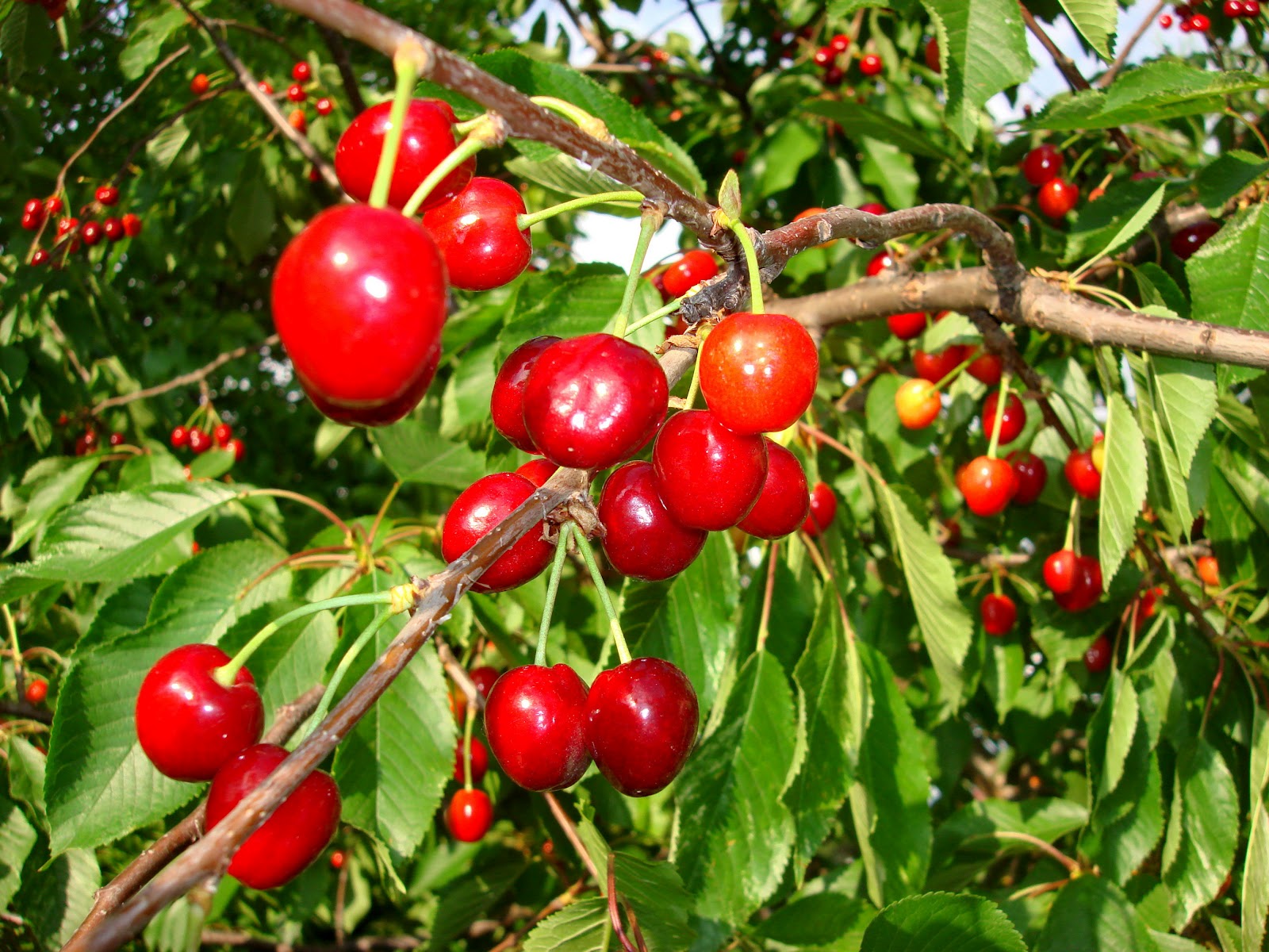 Gânduri răvășite...: Miercurea fără cuvinte - 18