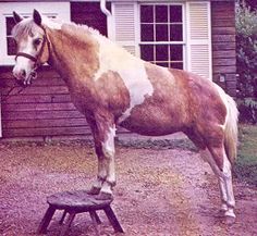 Heroes, Heroines, and History: Misty of Chincoteague - the World-Famous ...