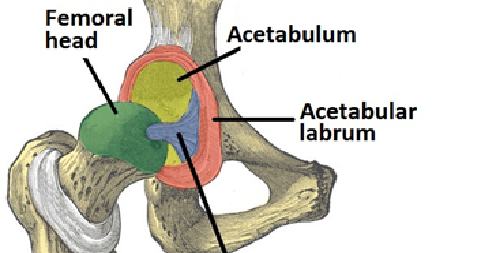 zzzzttt...: Arthrologi Hip Joint