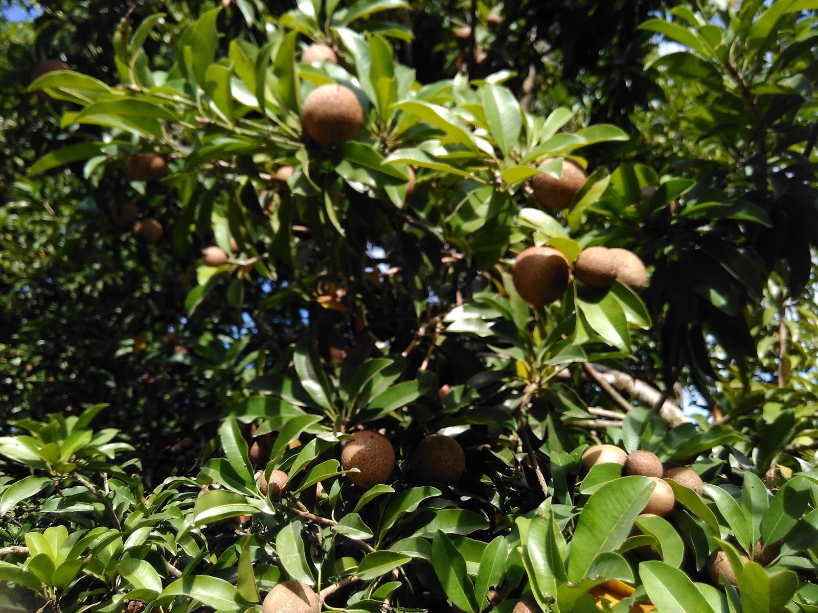 Tanaman Bunga Milik Ibu : Bunga Mawar | Bunga Sepatu | Bunga Pacar Cina ...