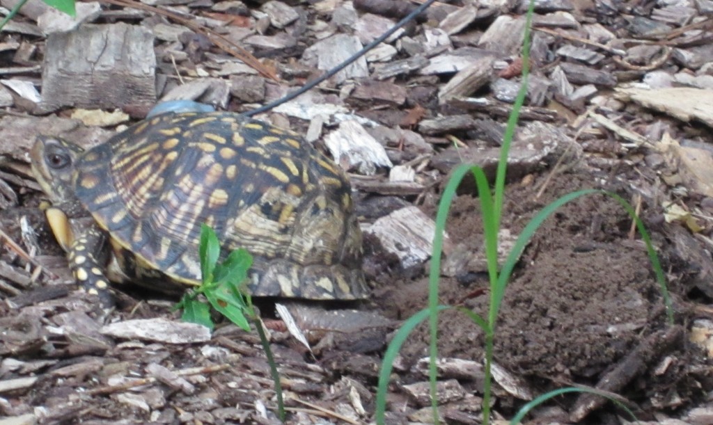 Kalysha Clark: Box Turtle Nest and Cage