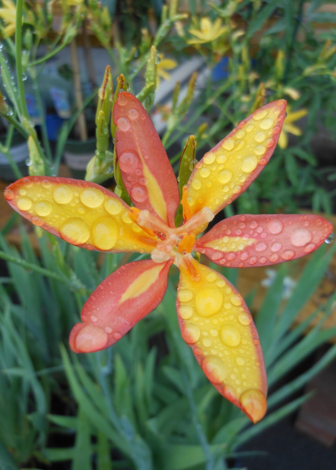 Damn good plants - Belamcanda chinensis, Blackbery lily