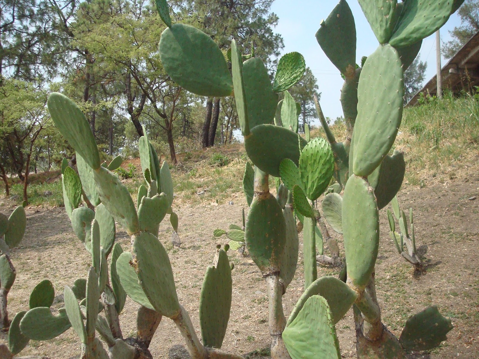 sancarlosfortin: nopalera en tesistan jalisco