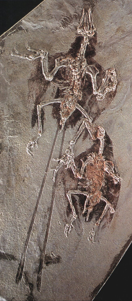 Confuciusornis Skeleton