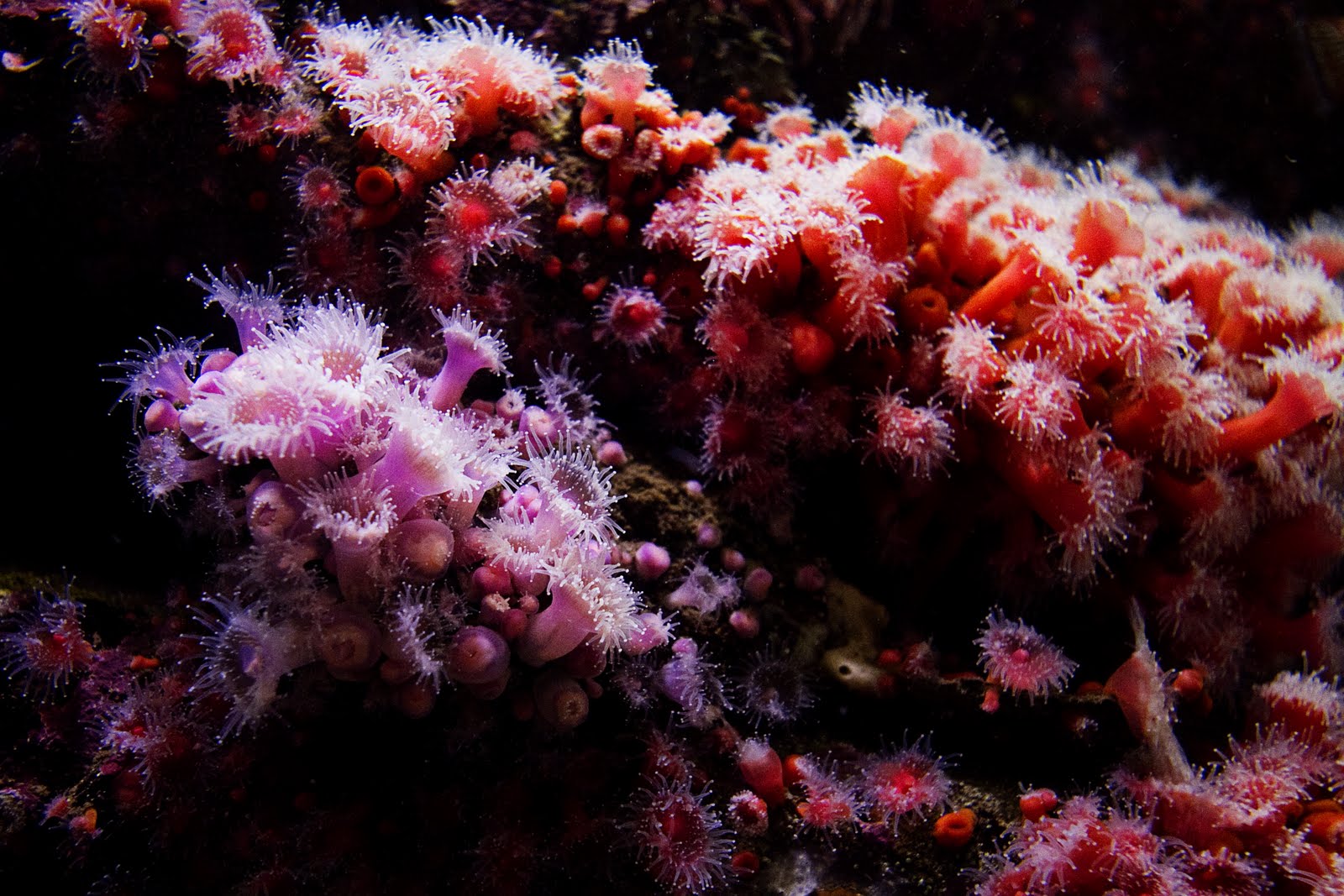 Ayoba!: Monterey aquarium, 17 Mile Scenic drive.