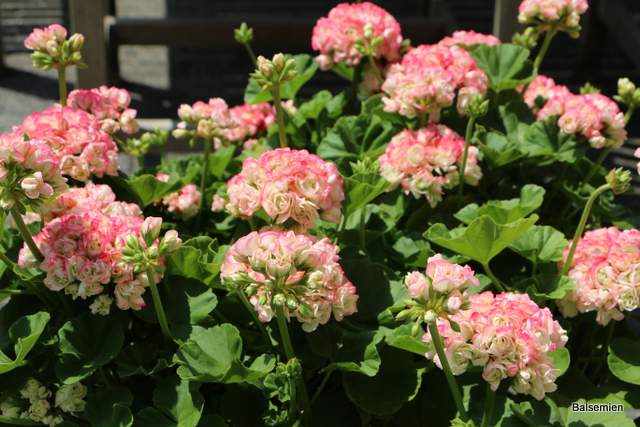 Balsemien: Achter de geranium...
