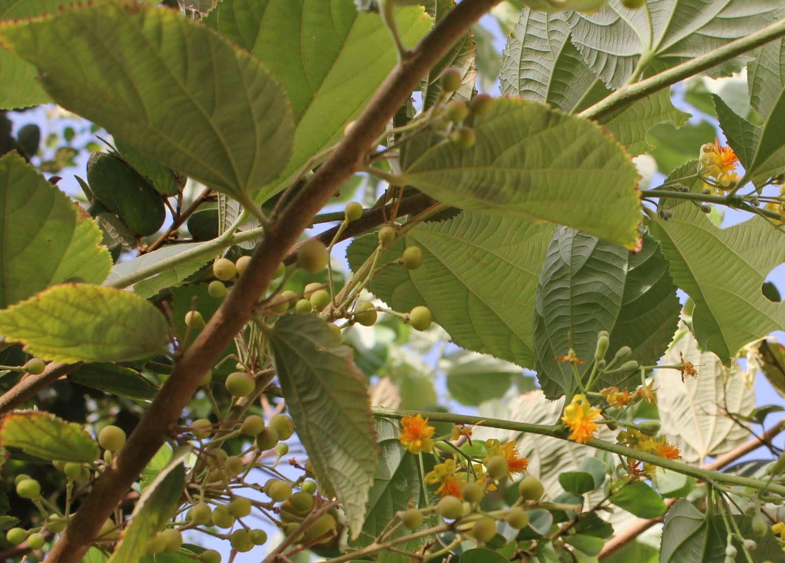 Faalsa Sharbat - Ribbons to Pastas